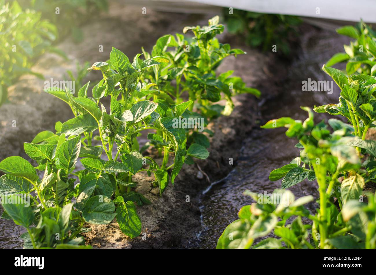 Young potato bushes in garden hi-res stock photography and images - Alamy