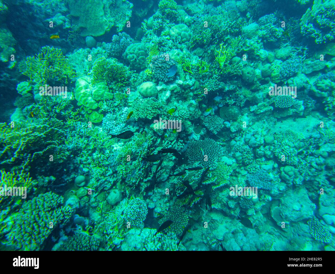 corals in the red sea. view of the bottom of the red sea Stock Photo ...