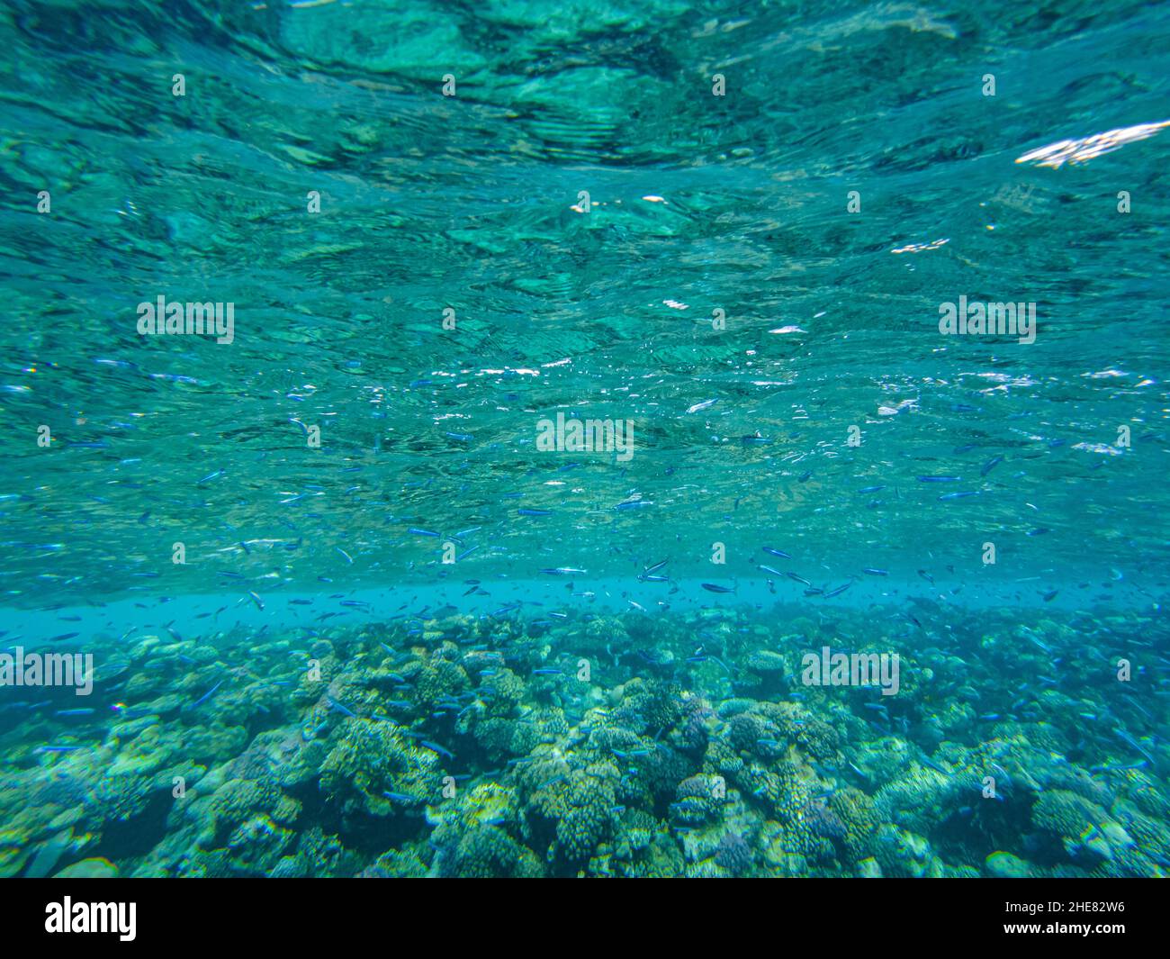 corals in the red sea. view of the bottom of the red sea Stock Photo ...