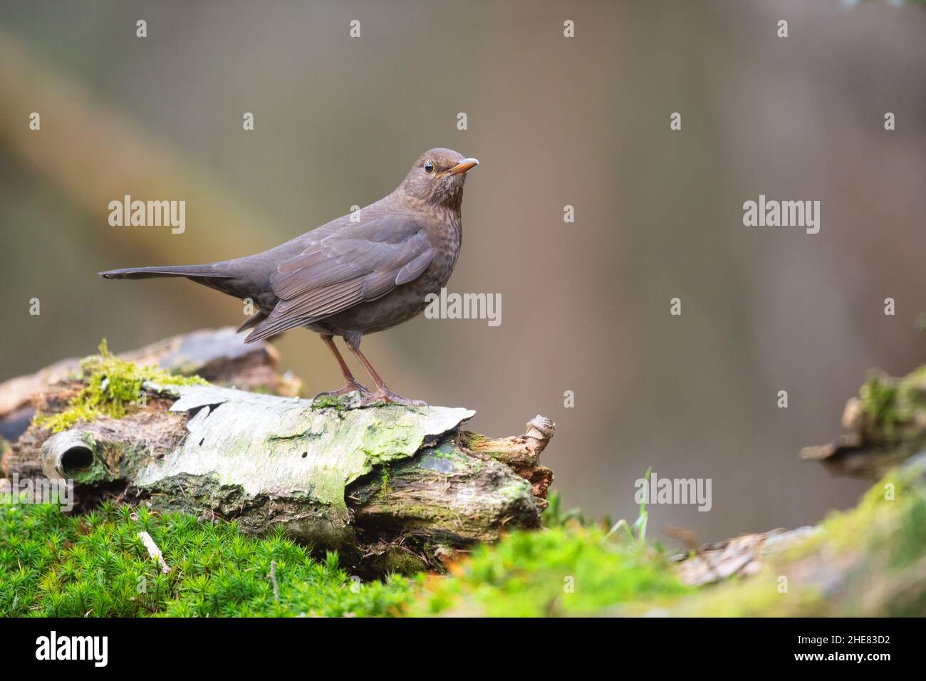Female blackbird in nature forest Stock Photo - Alamy