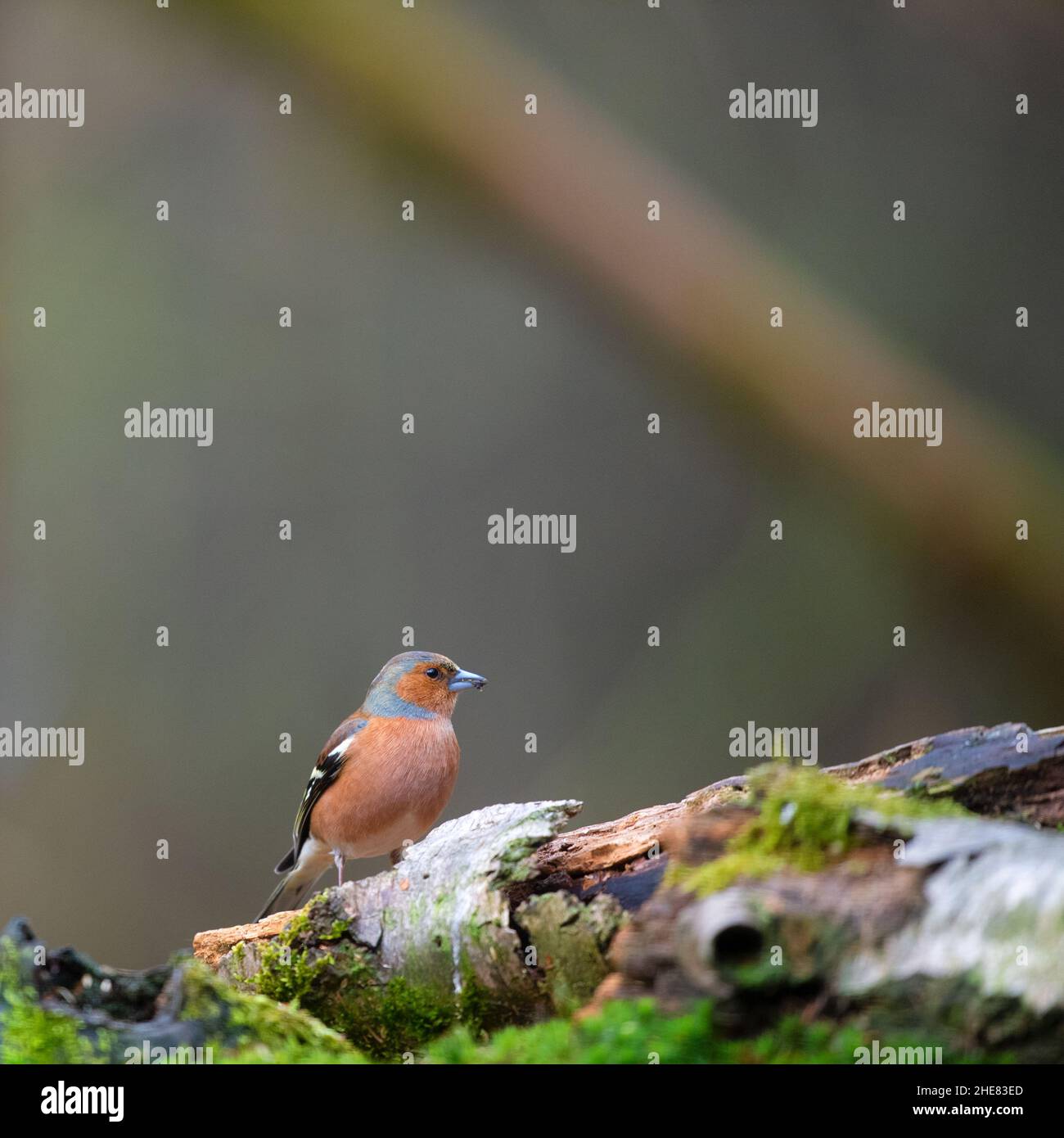 common male chaffinch in the forest Stock Photo - Alamy