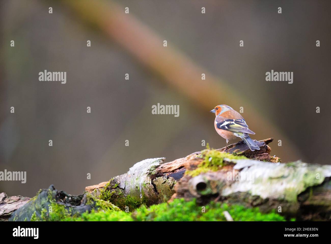 common male chaffinch in the forest Stock Photo - Alamy