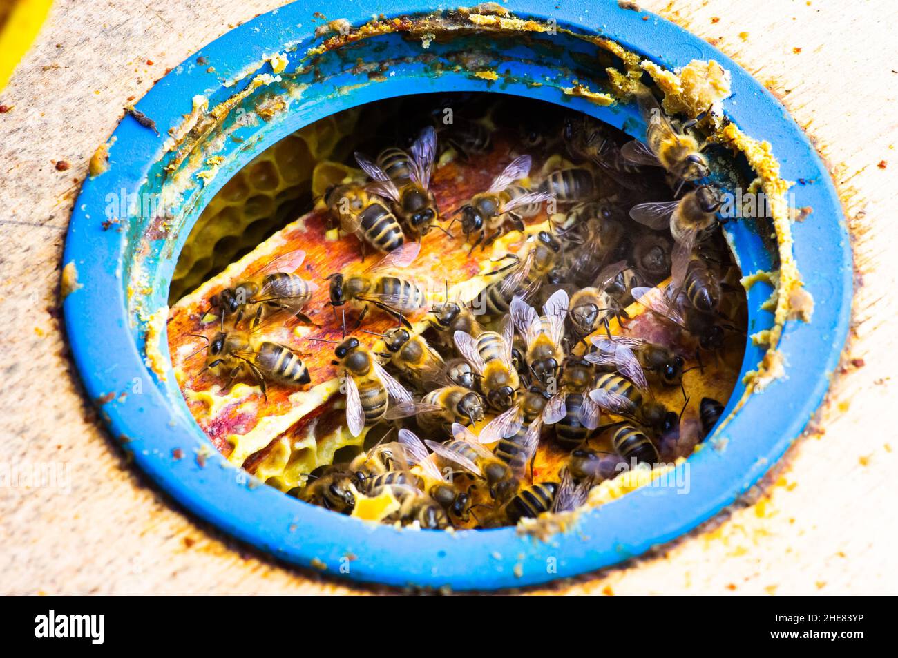 Bees on a window hi-res stock photography and images - Alamy