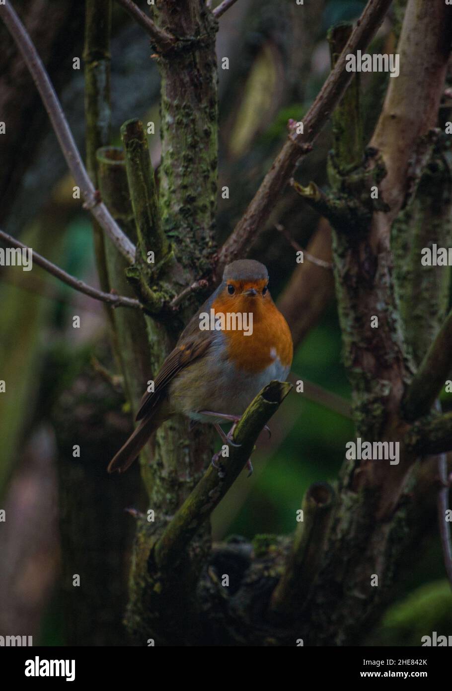 Elder tree twigs hi-res stock photography and images - Alamy
