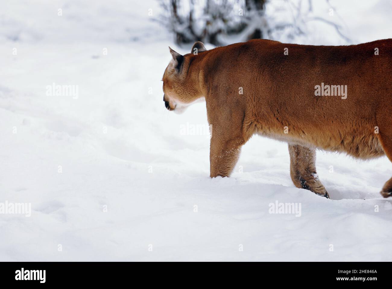 Puma in the winter woods, Mountain Lion look. Mountain lion hunts in a ...