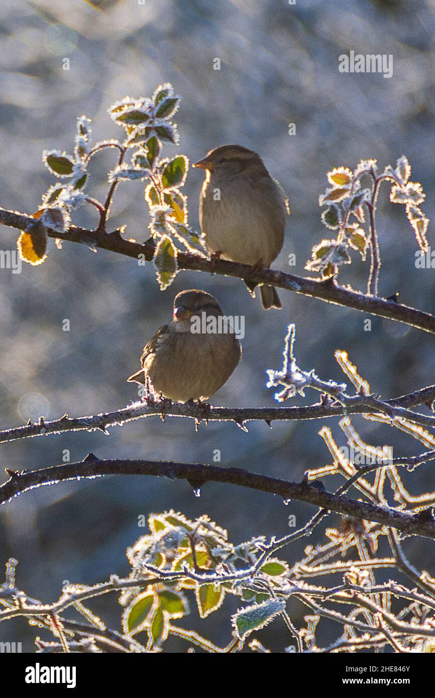 Two house sparrows (Passer domesticus) perched in frost covered rose ...