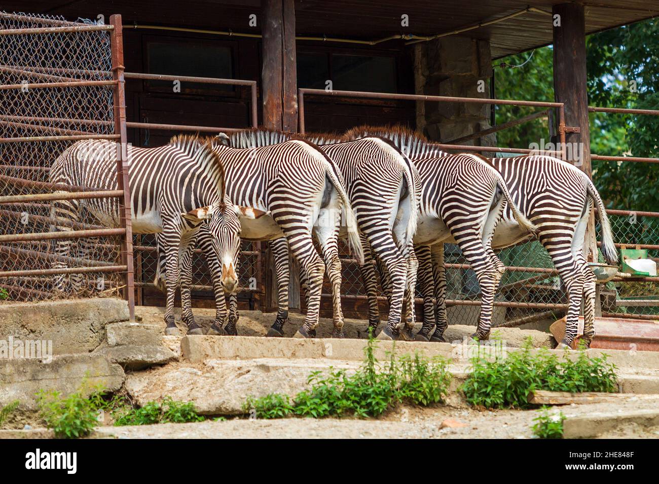 Zebra - Hippotigris stands by the feeder. You can see four zebras from ...