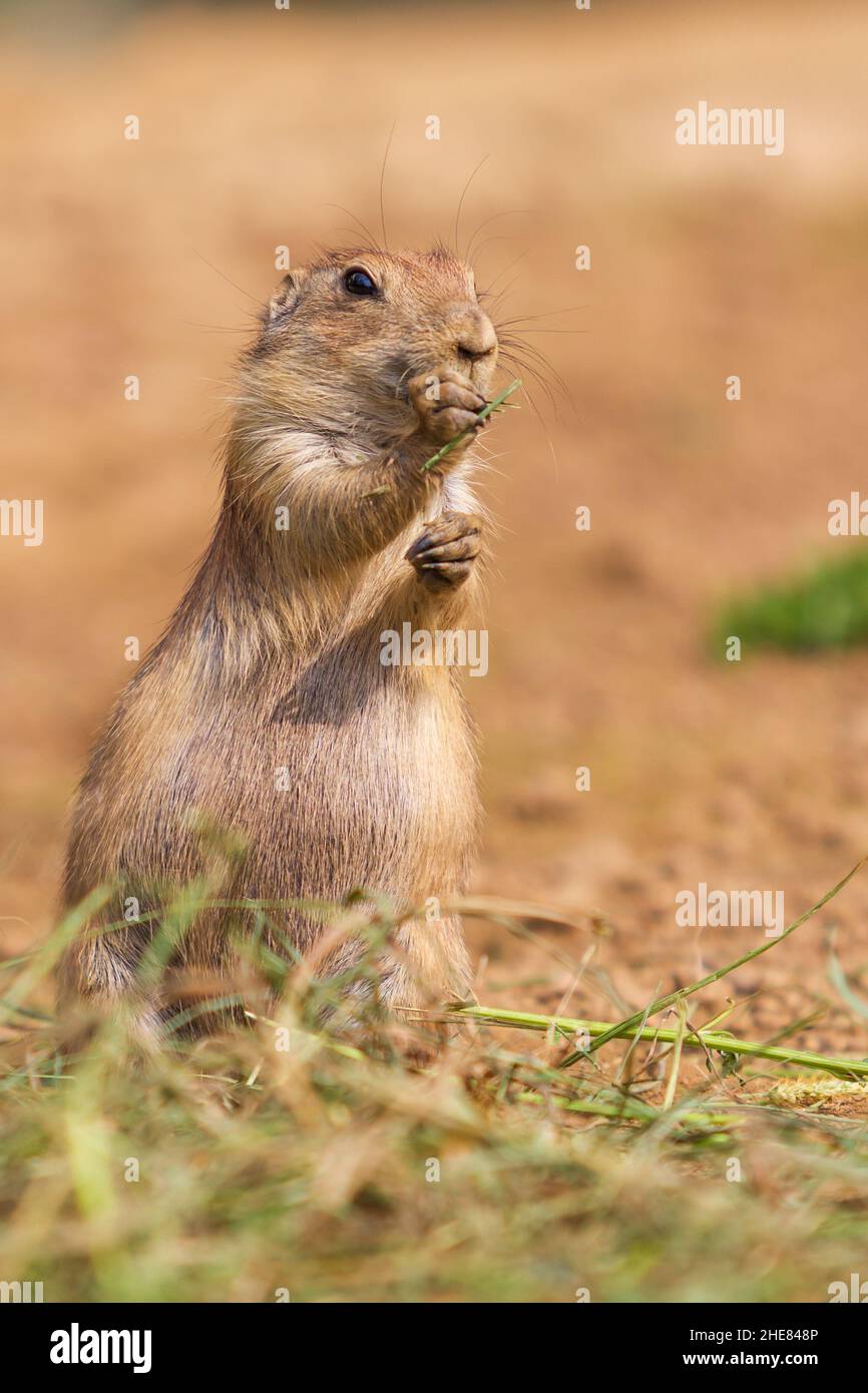 Ground squirrel - Spermophilus citellus stands in a meadow and has ...