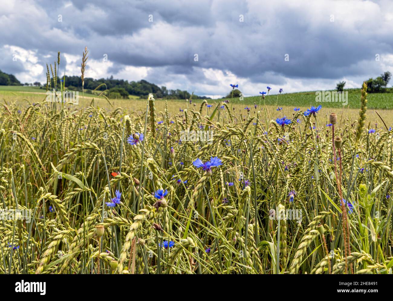 Grain field with cornflowers (Centaurea cyanus), Bavaria, Germany Stock ...