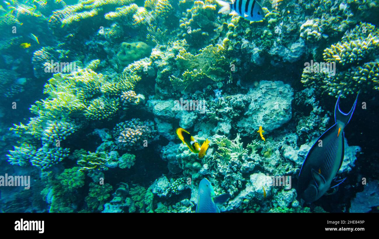 colorful corals and fish in the red sea sharm el sheikh Stock Photo - Alamy