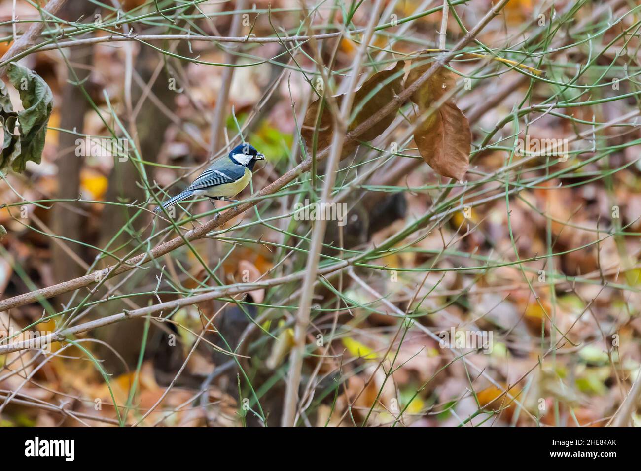 Parus major garden hi-res stock photography and images - Alamy