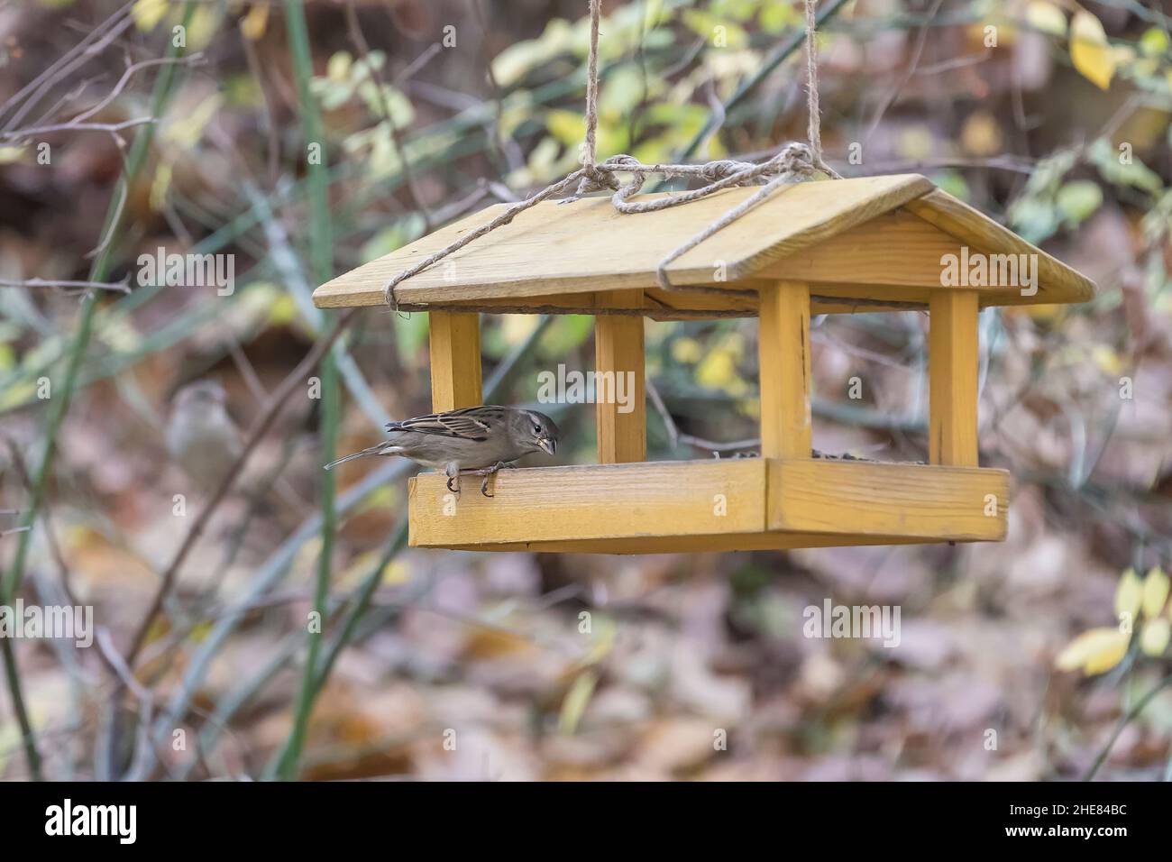 Passer domesticus winter feeder hi-res stock photography and images - Alamy