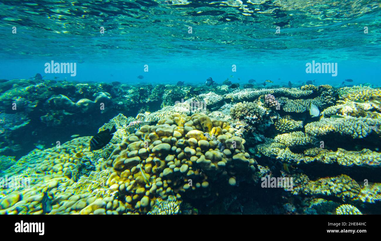 colorful corals and fish in the red sea sharm el sheikh Stock Photo - Alamy