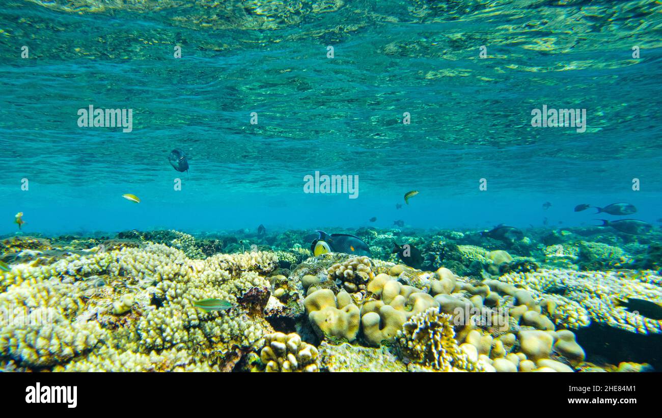 colorful corals and fish in the red sea sharm el sheikh Stock Photo - Alamy