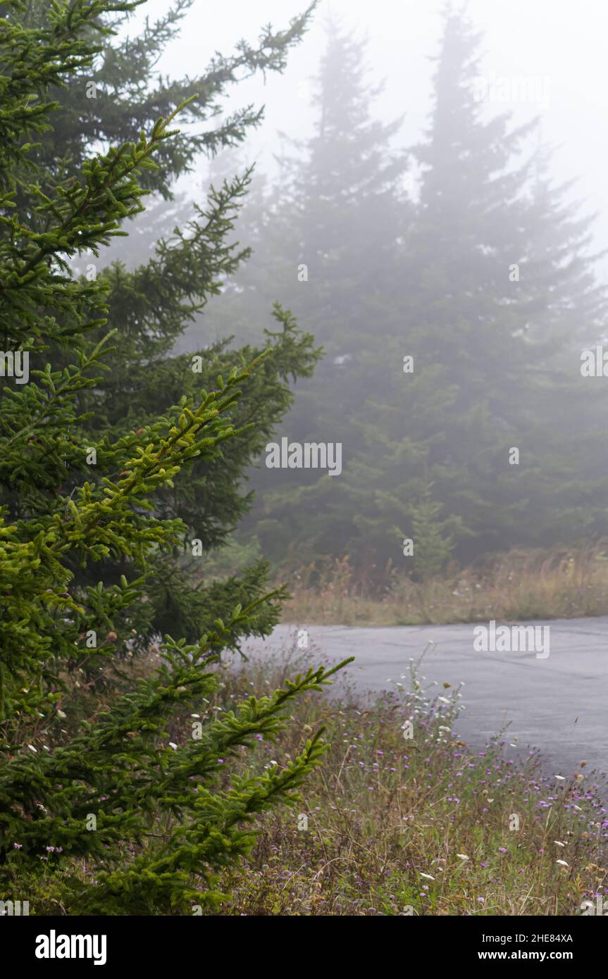 Red Spruce (Picea rubens) in the fog at Spruce Knob, highest peak in ...