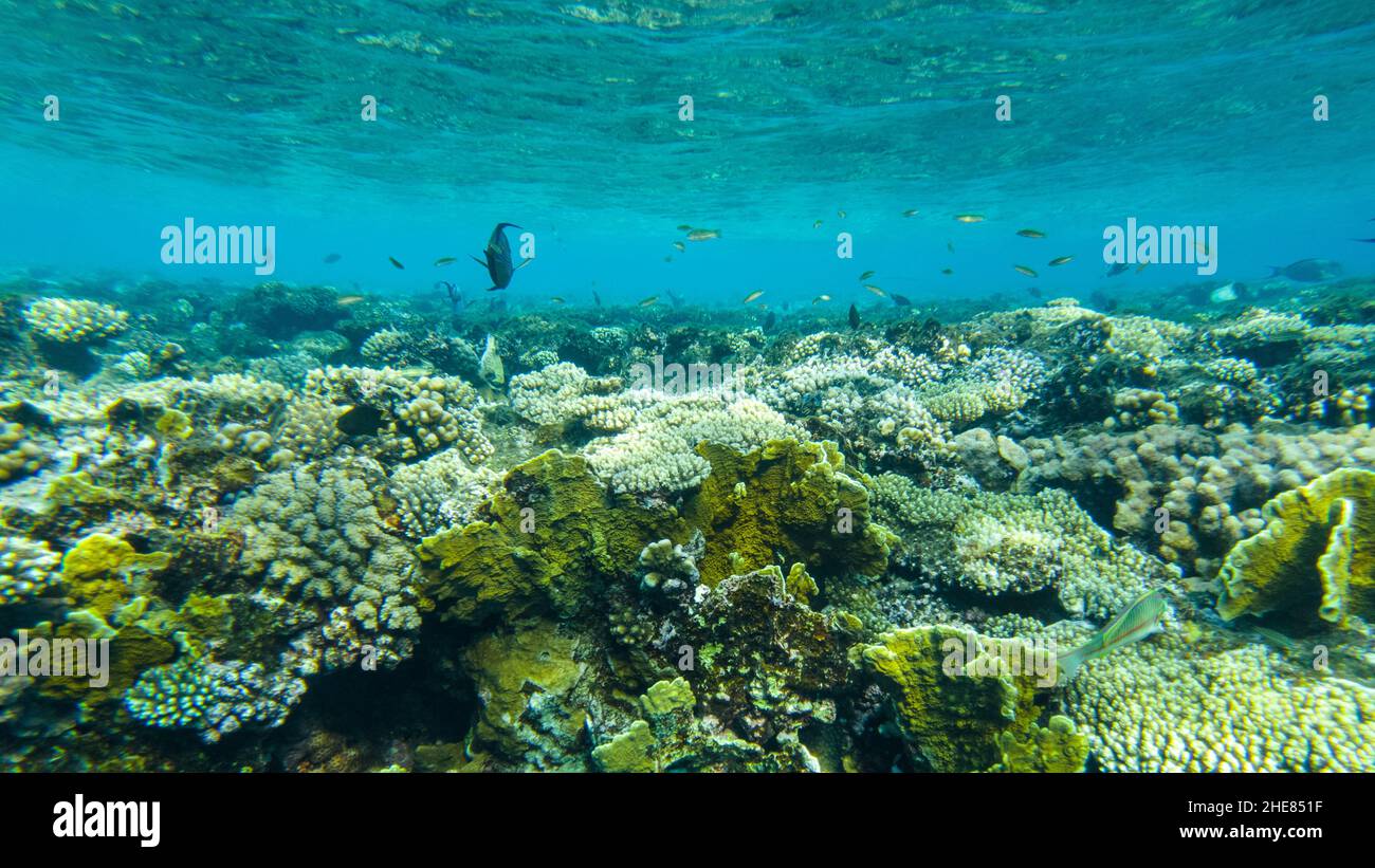 colorful corals and fish in the red sea sharm el sheikh Stock Photo - Alamy