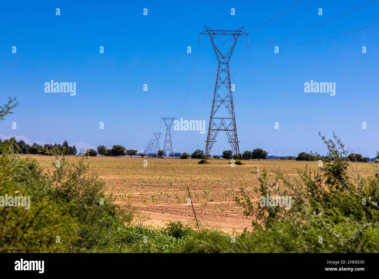 Electrical power lines in the an agriculture field where corn seedlings ...