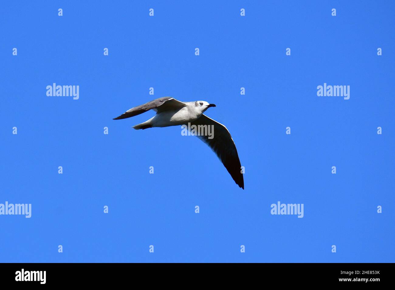 Laughing gull, Aztekenmöwe, Leucophaeus atricilla, kacagó sirály ...