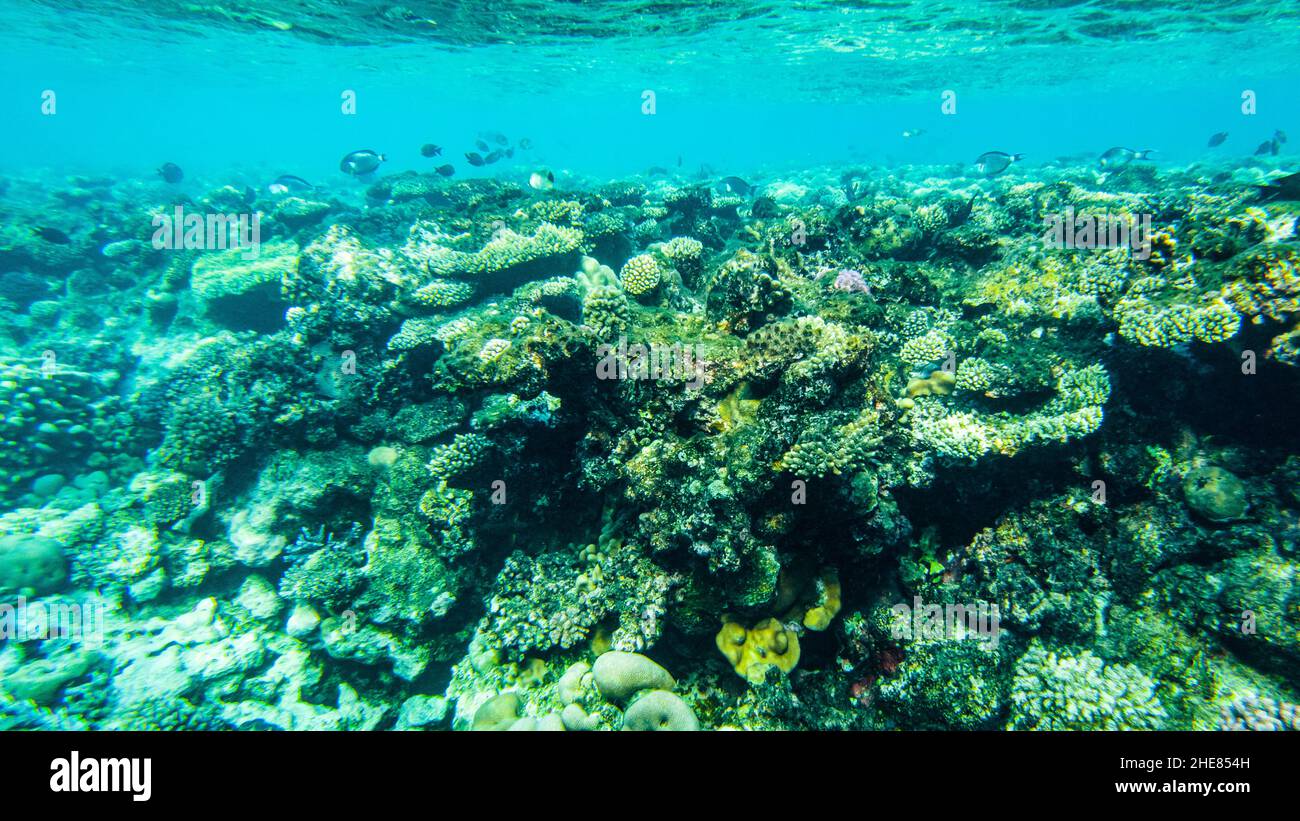colorful corals and fish in the red sea sharm el sheikh Stock Photo - Alamy