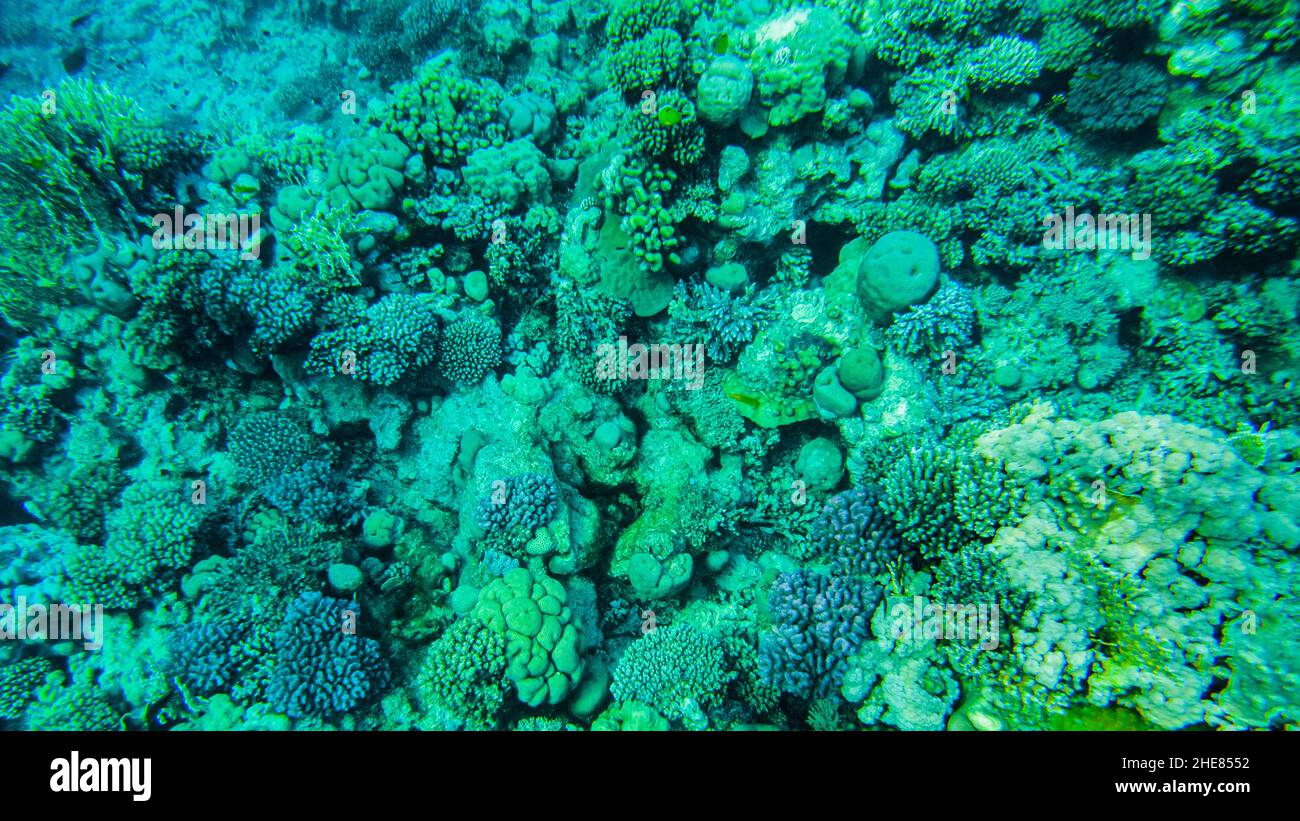 colorful corals and fish in the red sea sharm el sheikh Stock Photo - Alamy