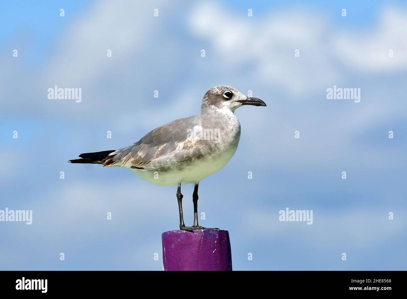 Laughing gull, Aztekenmöwe, Leucophaeus atricilla, kacagó sirály ...