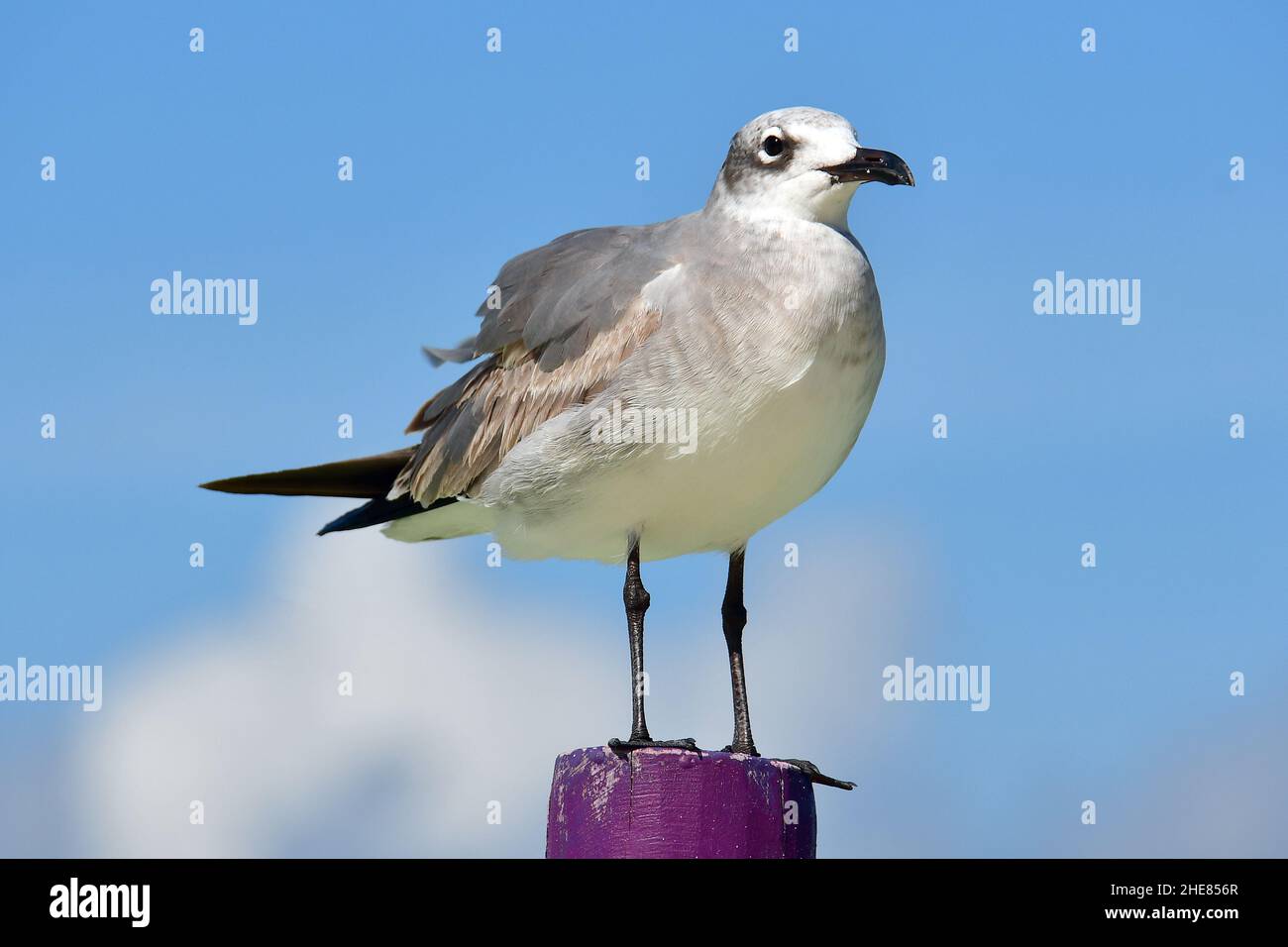 Laughing gull, Aztekenmöwe, Leucophaeus atricilla, kacagó sirály ...