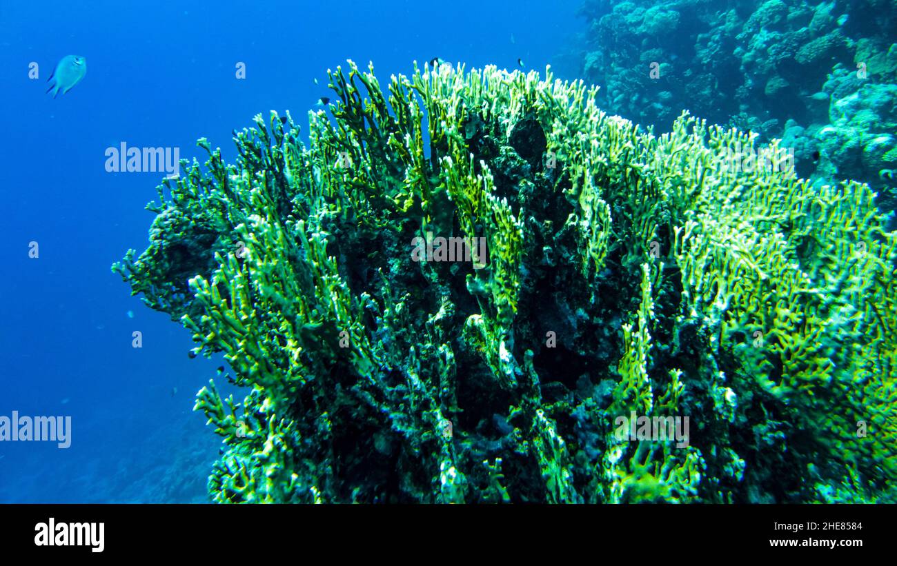 colorful corals and fish in the red sea sharm el sheikh Stock Photo - Alamy