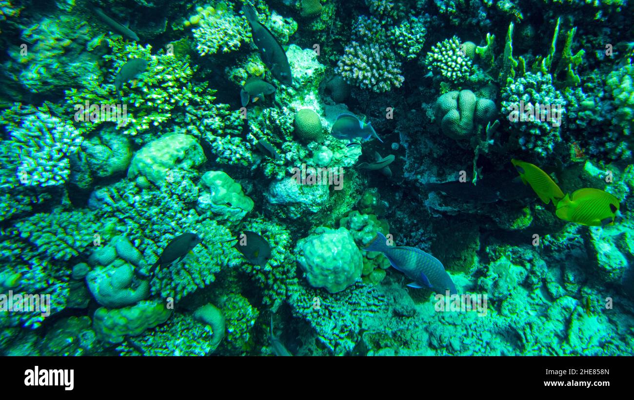 corals in the shallow waters of the red sea. fish feed on the reef ...