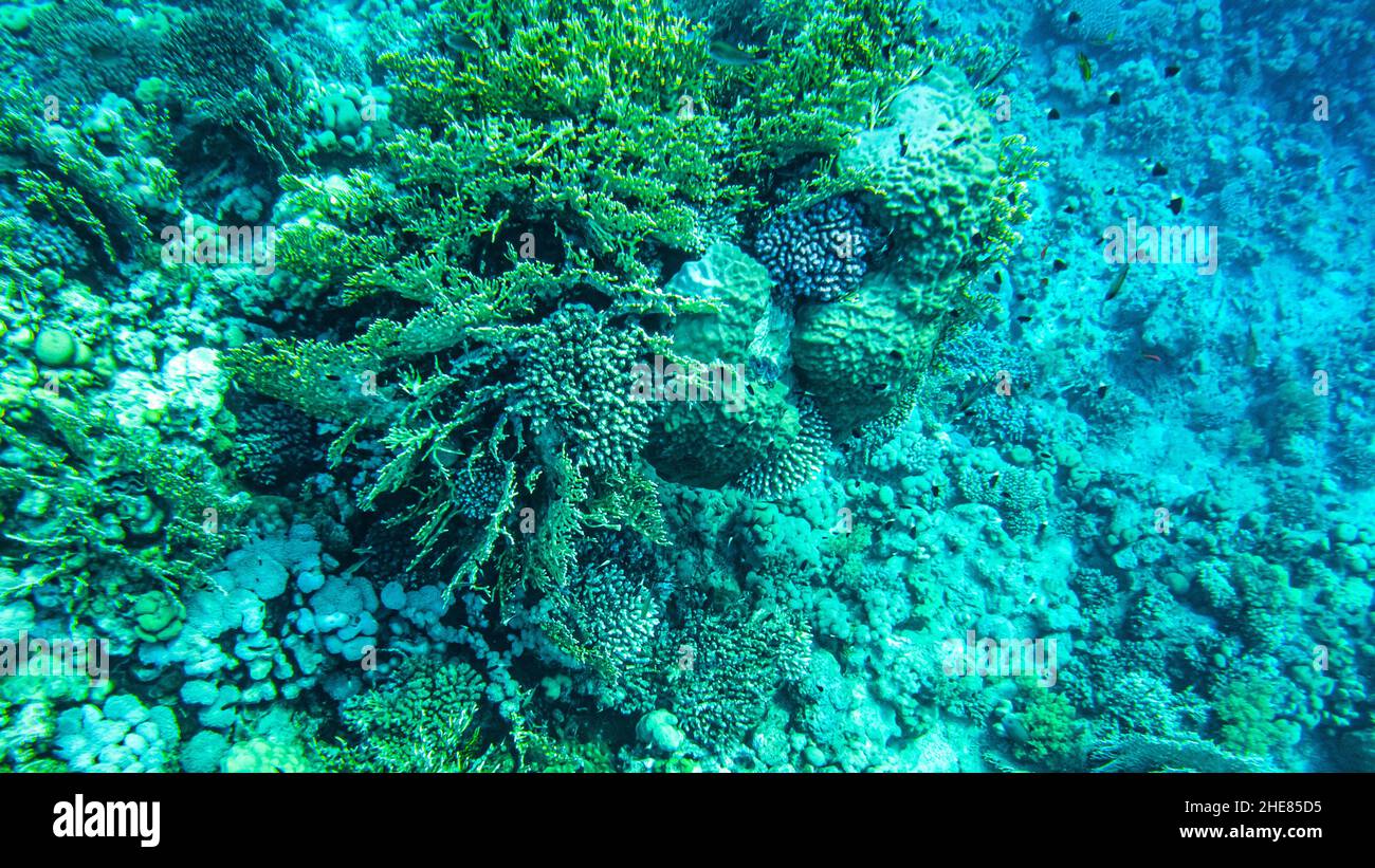 colorful corals and fish in the red sea sharm el sheikh Stock Photo - Alamy