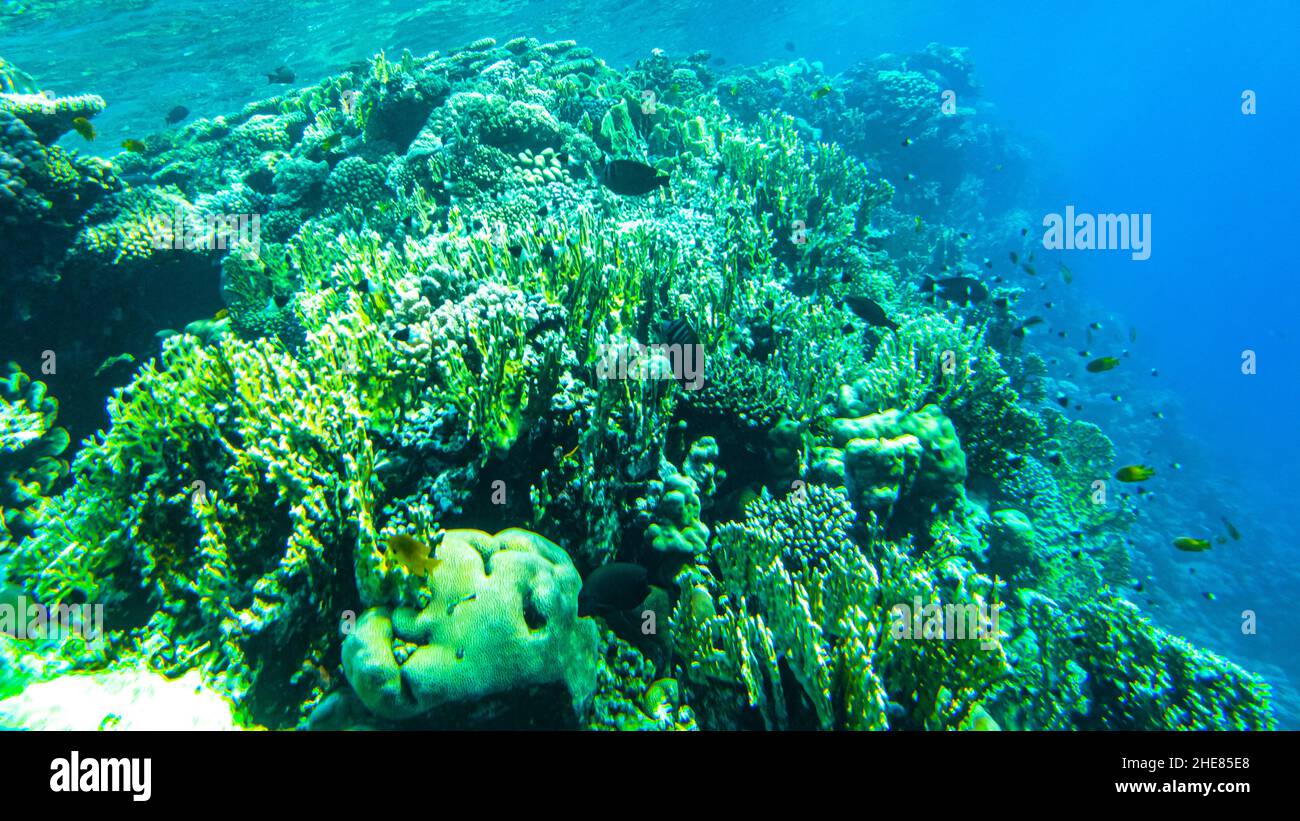 colorful corals and fish in the red sea sharm el sheikh Stock Photo - Alamy