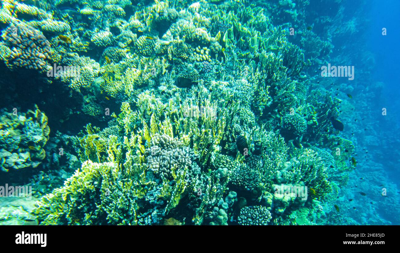 colorful corals and fish in the red sea sharm el sheikh Stock Photo - Alamy
