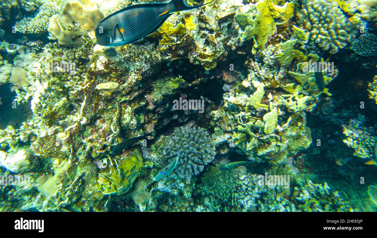 colorful corals and fish in the red sea sharm el sheikh Stock Photo - Alamy