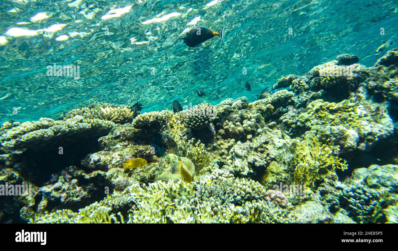 colorful corals and fish in the red sea sharm el sheikh Stock Photo - Alamy