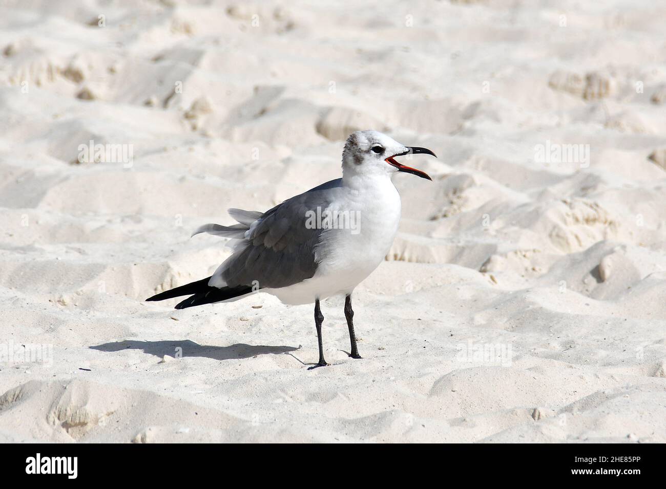 Laughing gull, Aztekenmöwe, Leucophaeus atricilla, kacagó sirály ...