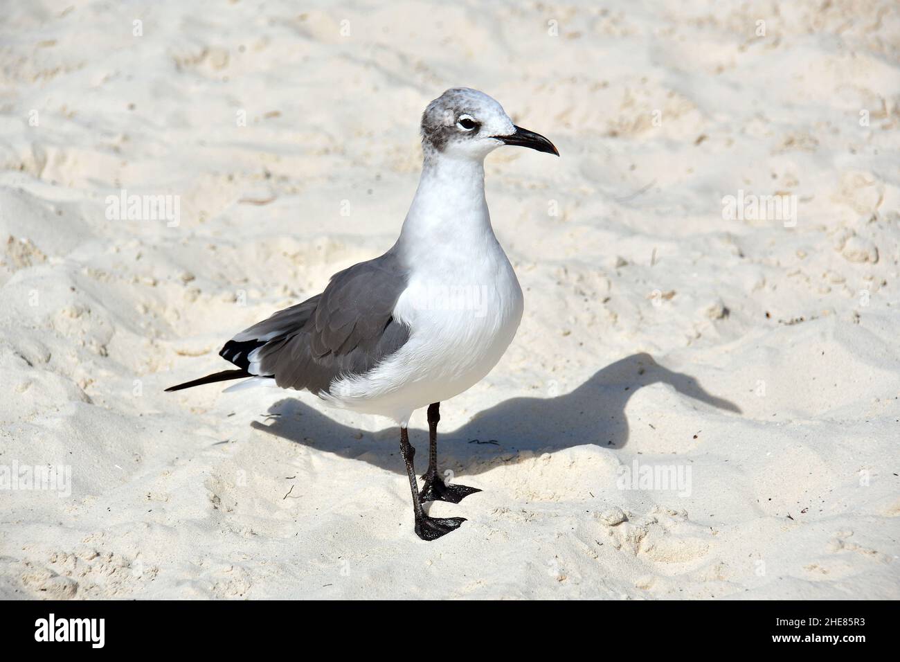 Laughing gull, Aztekenmöwe, Leucophaeus atricilla, kacagó sirály ...