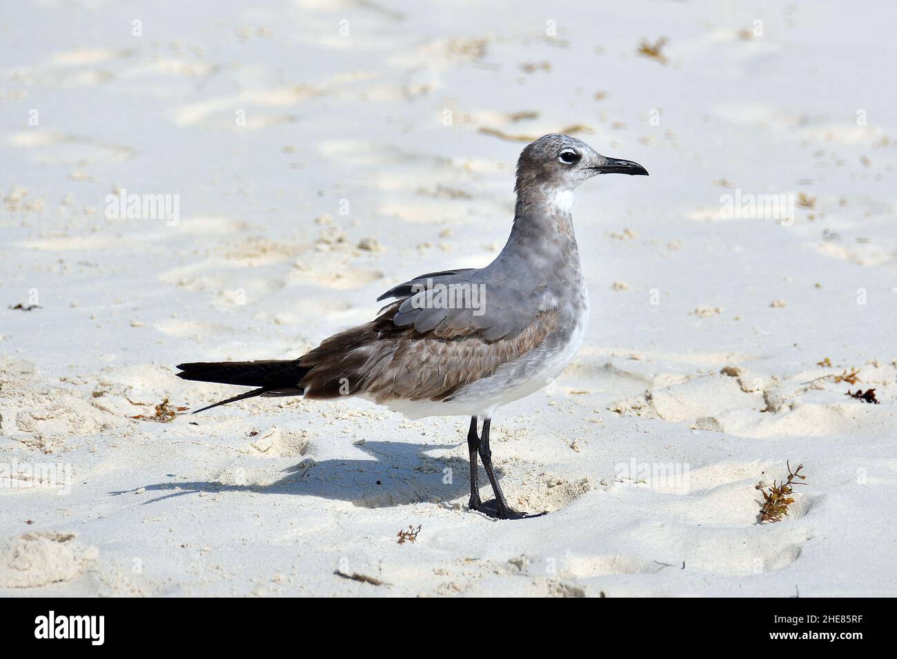 Laughing gull, Aztekenmöwe, Leucophaeus atricilla, kacagó sirály ...