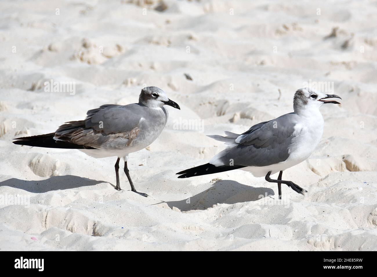 Laughing gull, Aztekenmöwe, Leucophaeus atricilla, kacagó sirály ...