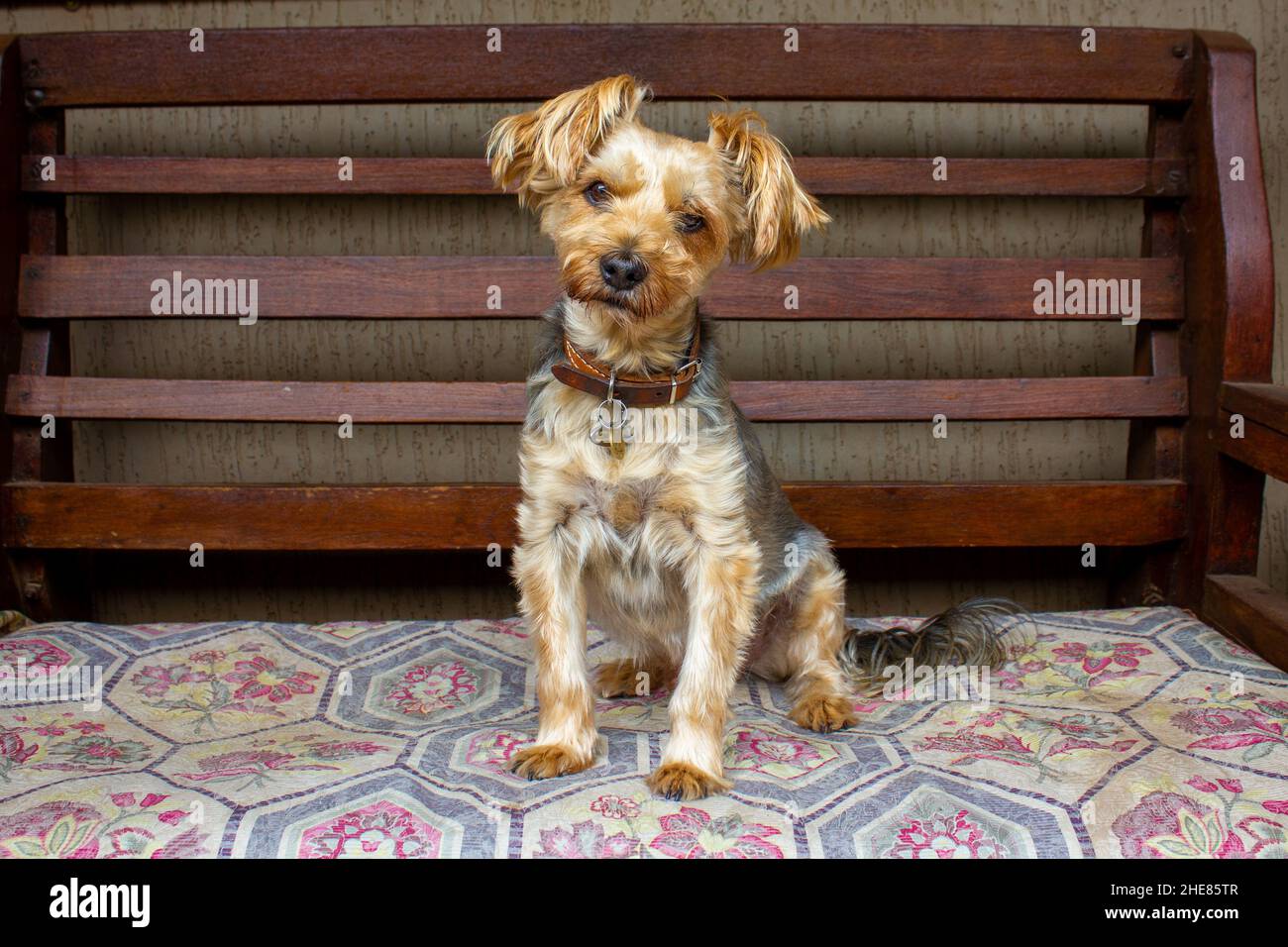 Yorkshire terrier sitting on a bench with a multi coloured cushion. The ...