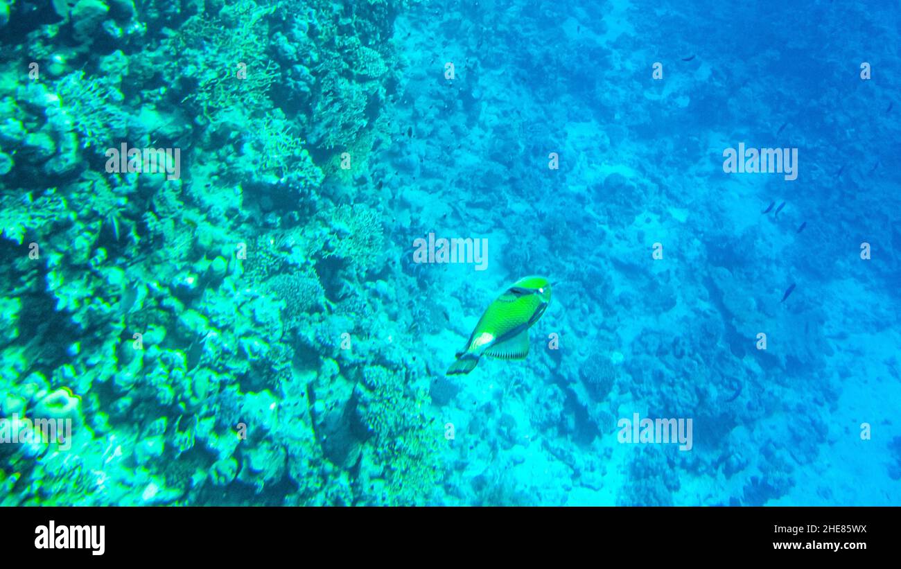 Titanium triggerfish hi-res stock photography and images - Alamy
