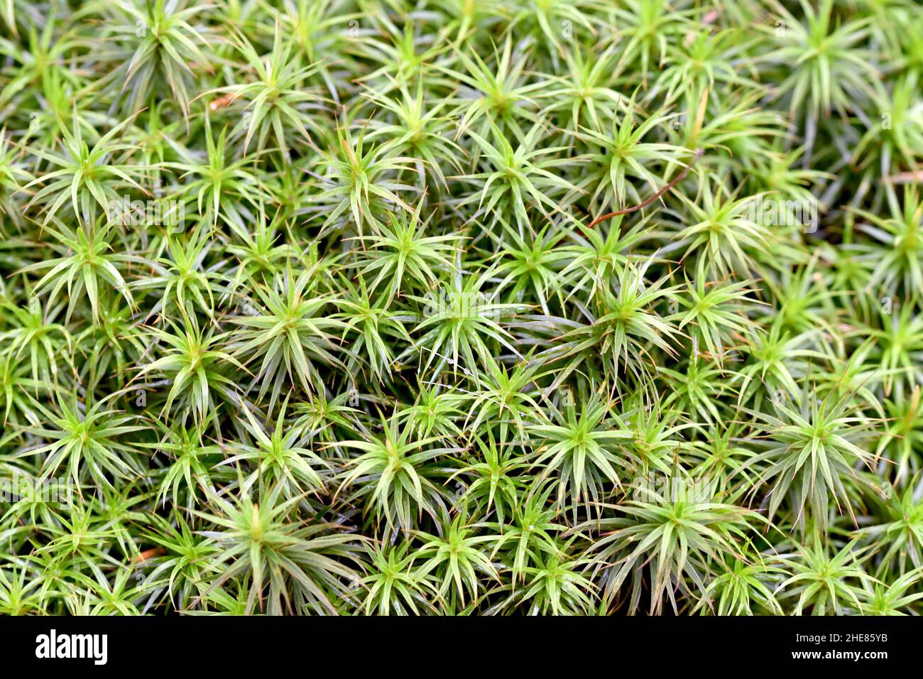 Mosses growing hi-res stock photography and images - Alamy