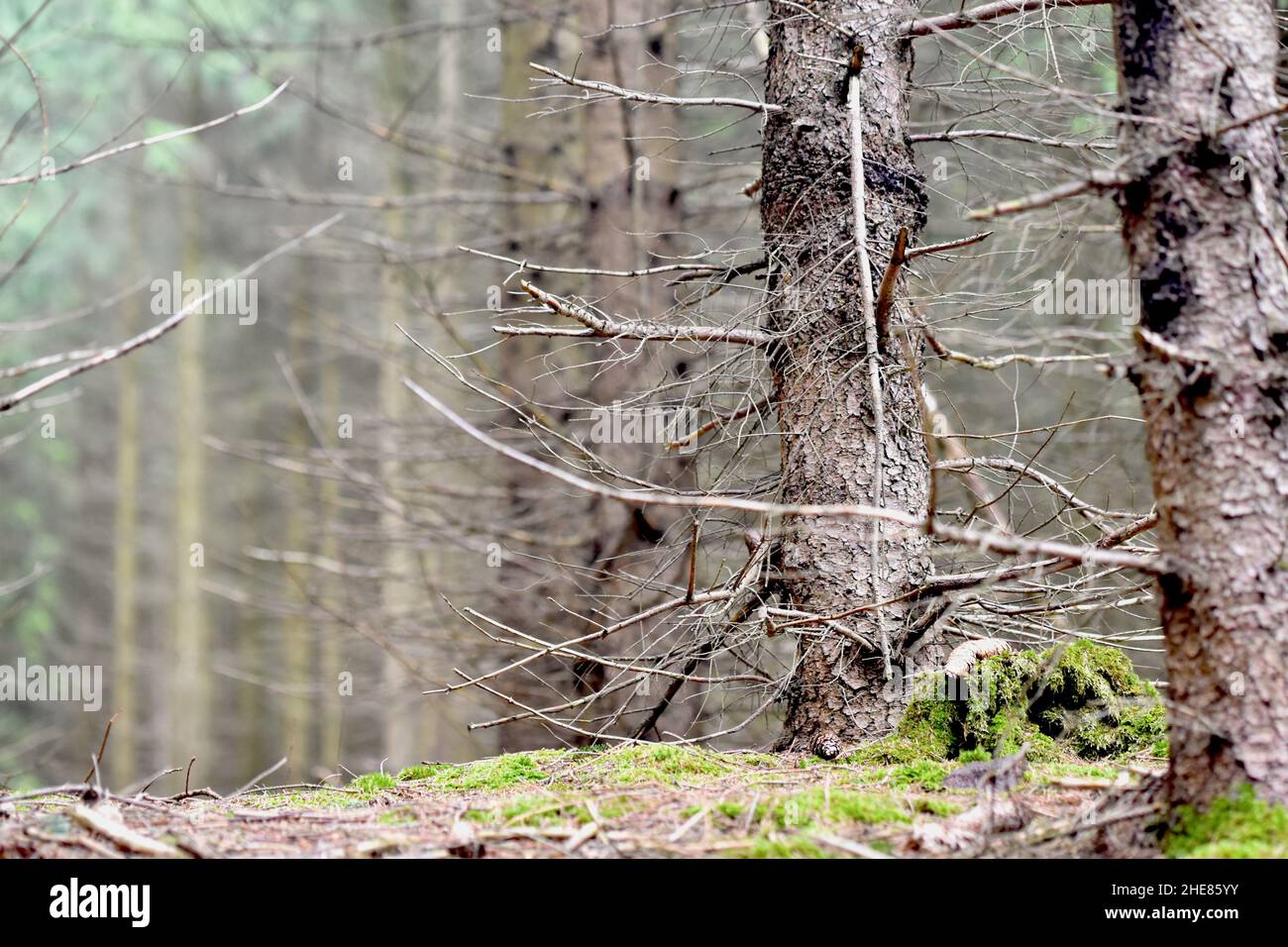 Dead grass background hi-res stock photography and images - Alamy
