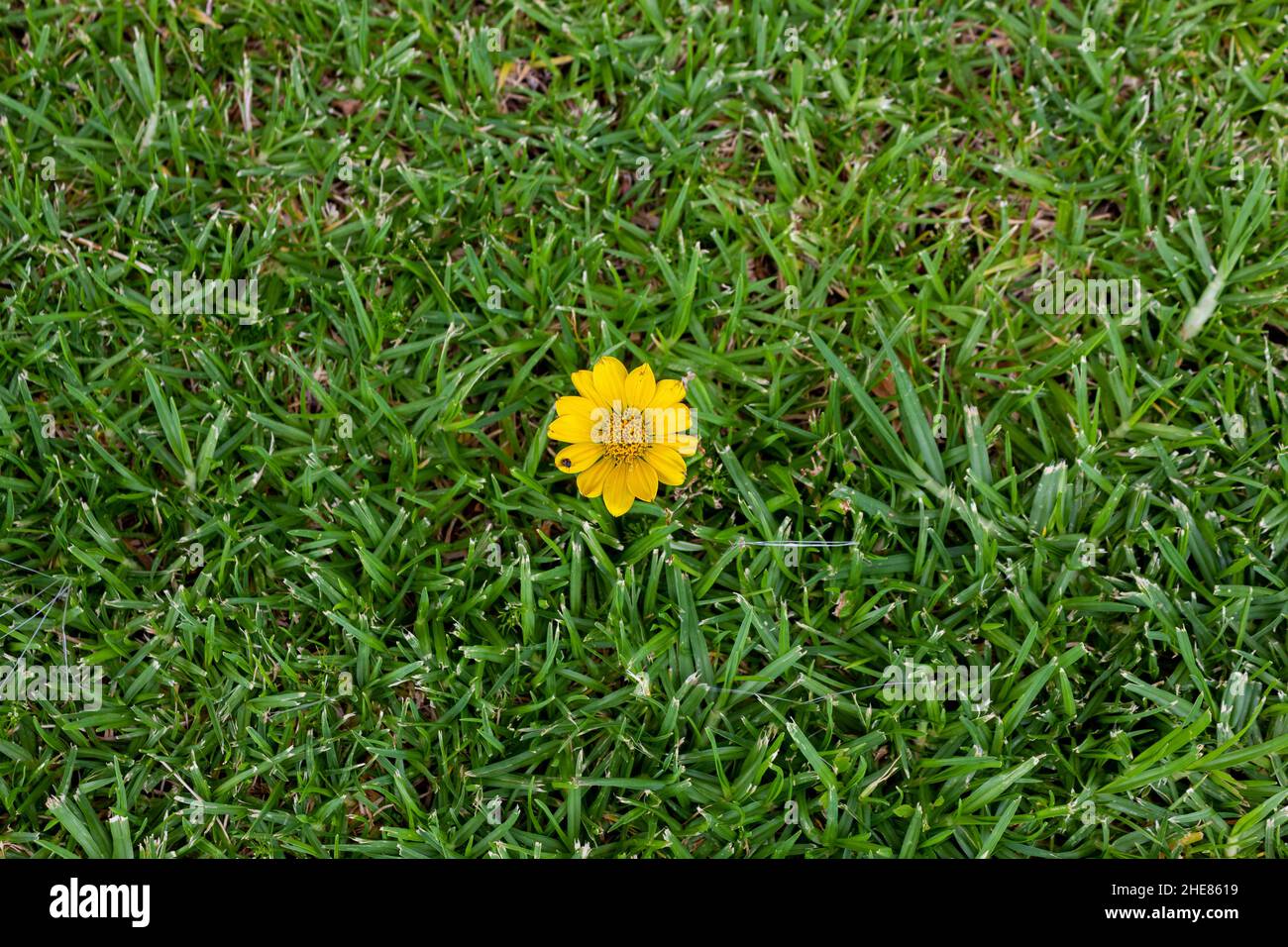 Flower head of grass hi-res stock photography and images - Alamy