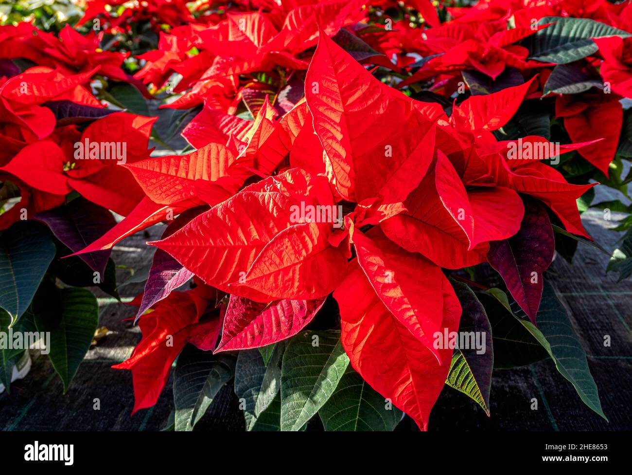 Christmas Star (Euphorbia pulcherrima Stock Photo - Alamy
