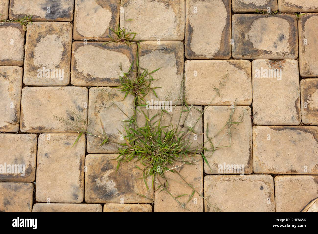 Different grass plants growing through the spaces between pavement ...
