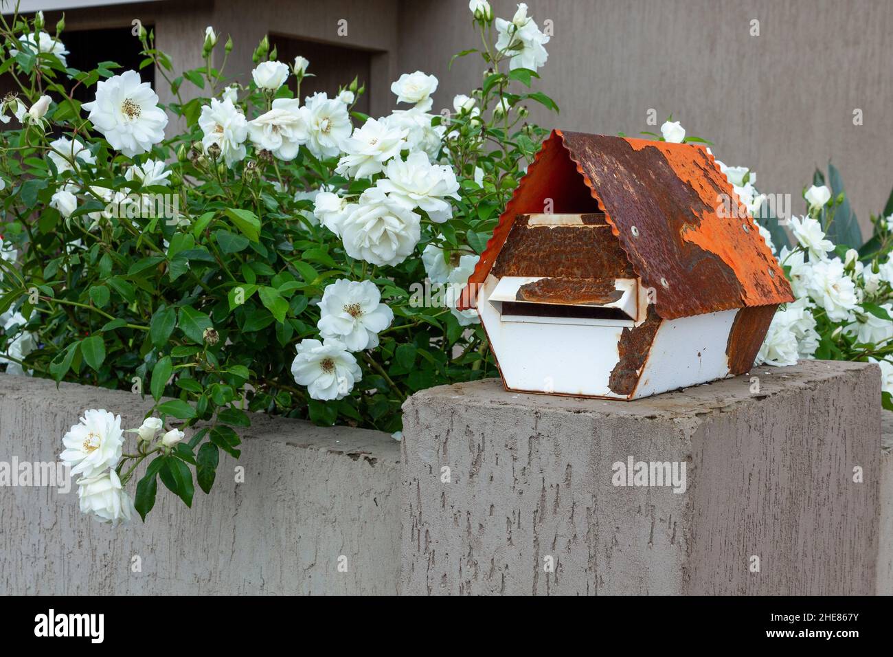 Old and rusted mailbox mounted on a textured wall. White iceberg roses ...