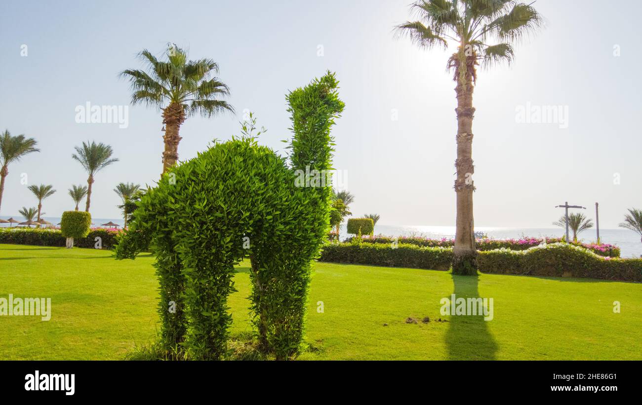 landscape design. trimmed tree with green leaves Stock Photo - Alamy