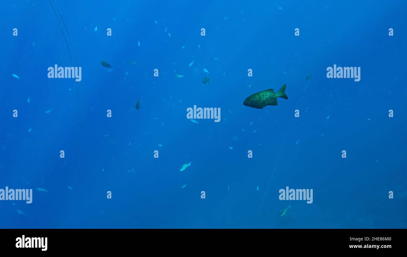 Kyphosus sectator in the blue water of the red sea Stock Photo - Alamy