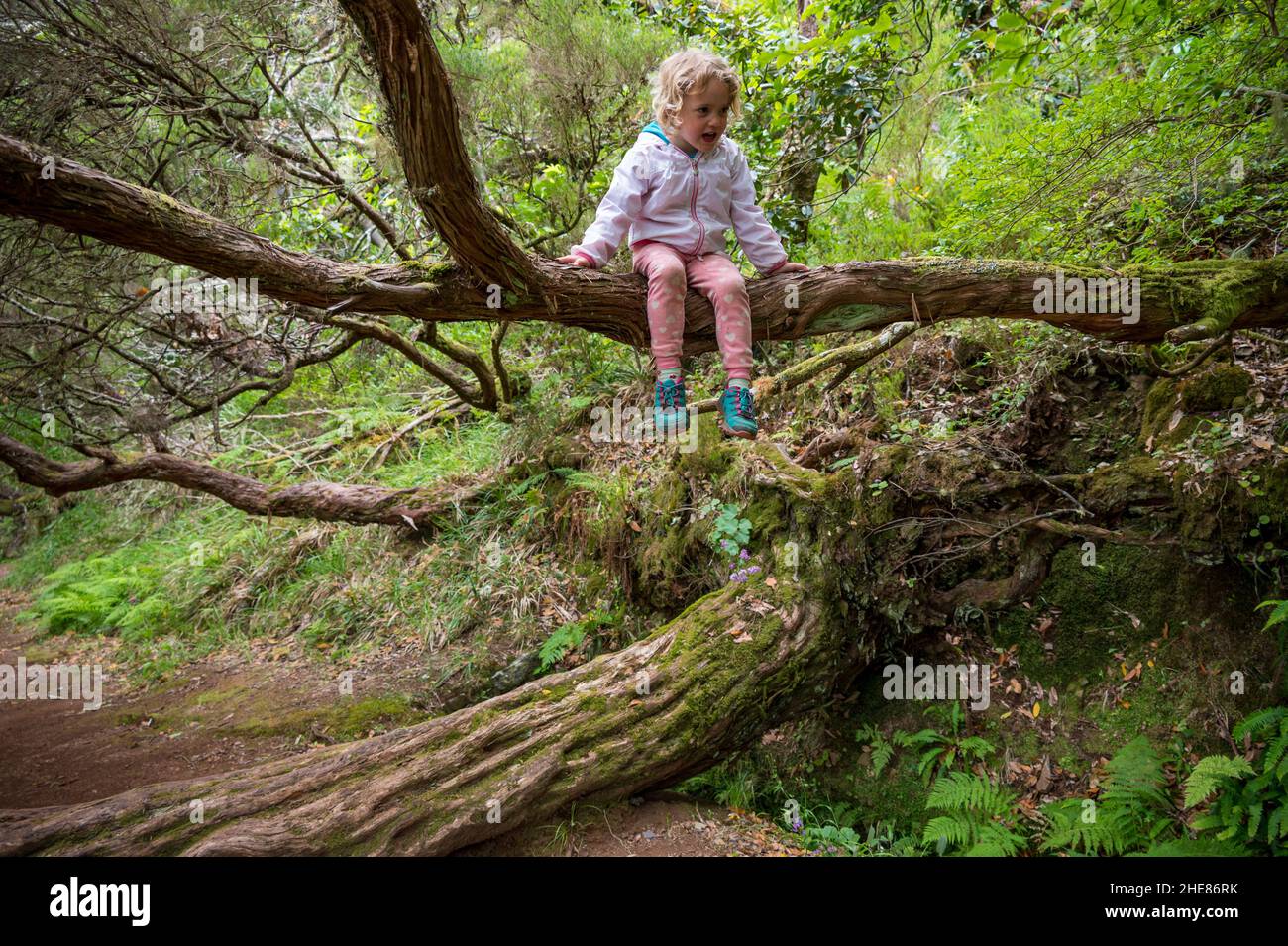 Cute blonde girl sitting on a tree above forest path Stock Photo - Alamy