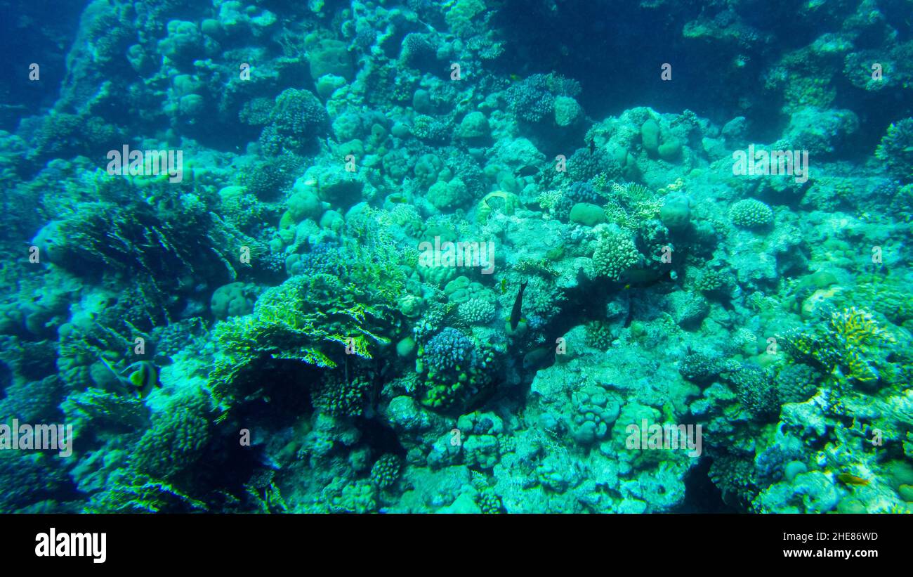 colorful corals and fish in the red sea sharm el sheikh Stock Photo - Alamy