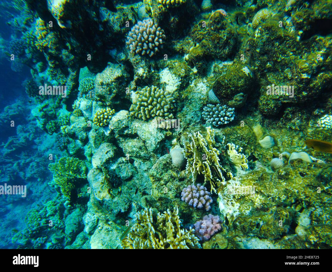 colorful corals and fish in the red sea sharm el sheikh Stock Photo - Alamy